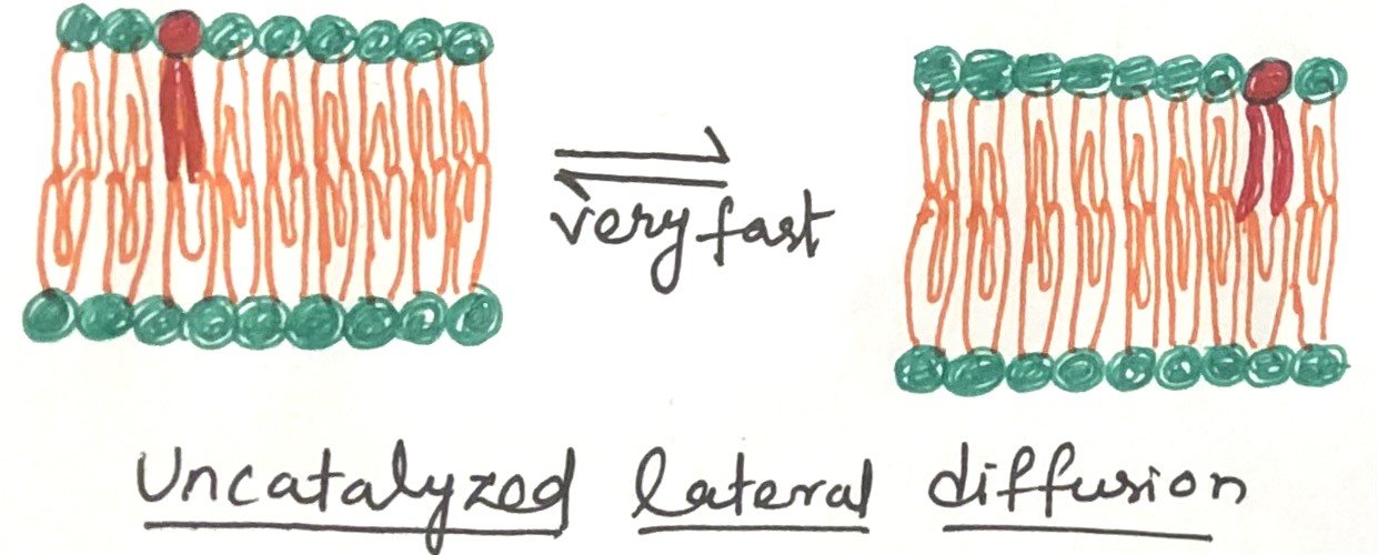 Proteins Facilitate the Transbilayer Movement of a Lipid Molecule ...