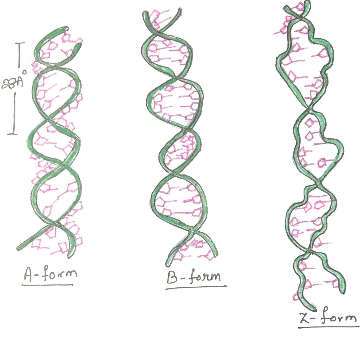 DNA Beyond the Double Helix: Structural Variants and Unusual Sequences ...