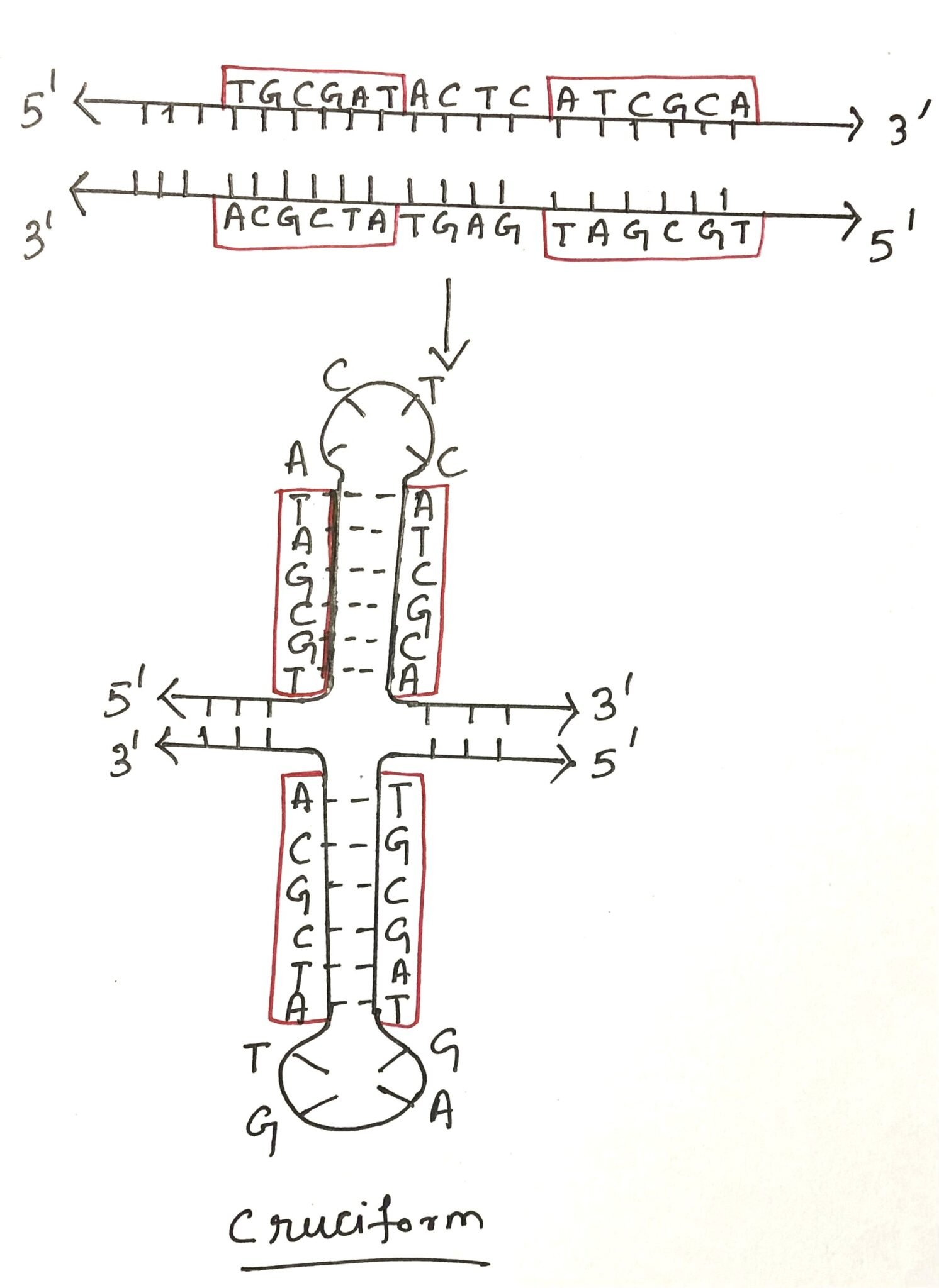 DNA Beyond the Double Helix: Structural Variants and Unusual Sequences ...