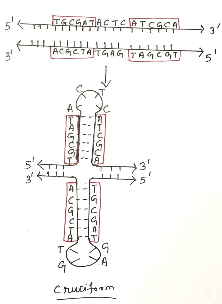 DNA Beyond the Double Helix: Structural Variants and Unusual Sequences ...