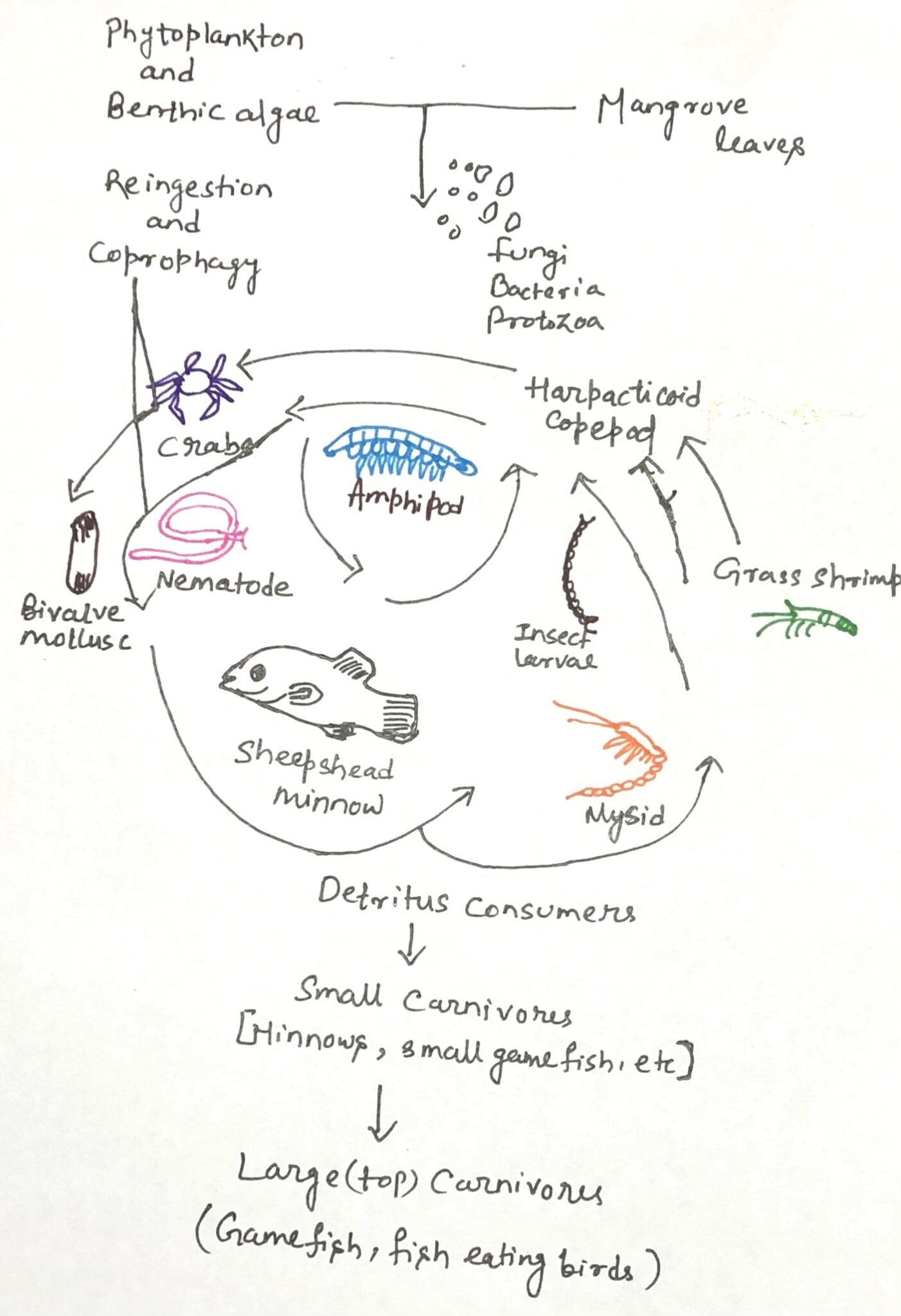 The Importance of Aquatic Microbial Ecosystems - Discover Biotech
