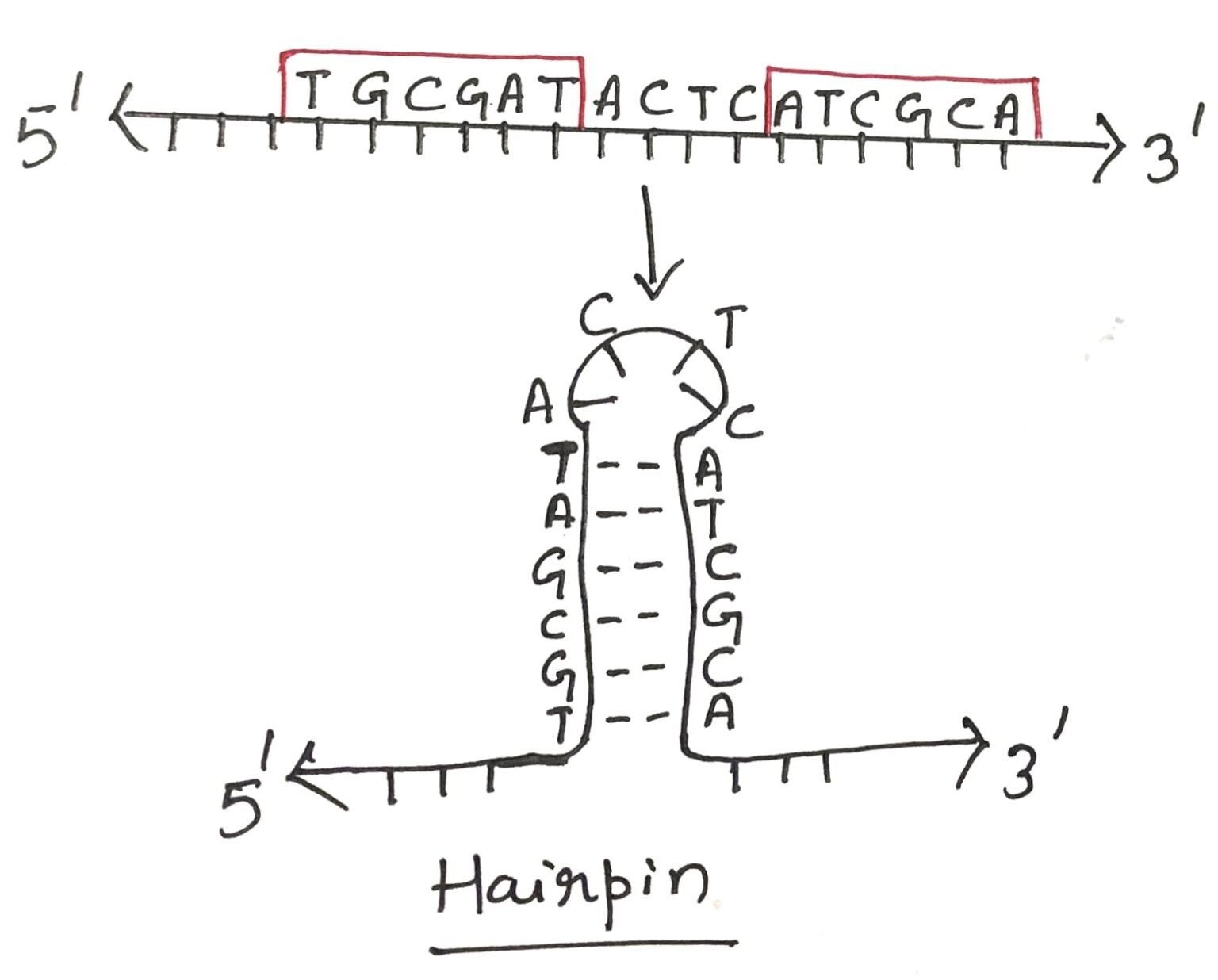 DNA Beyond the Double Helix: Structural Variants and Unusual Sequences ...