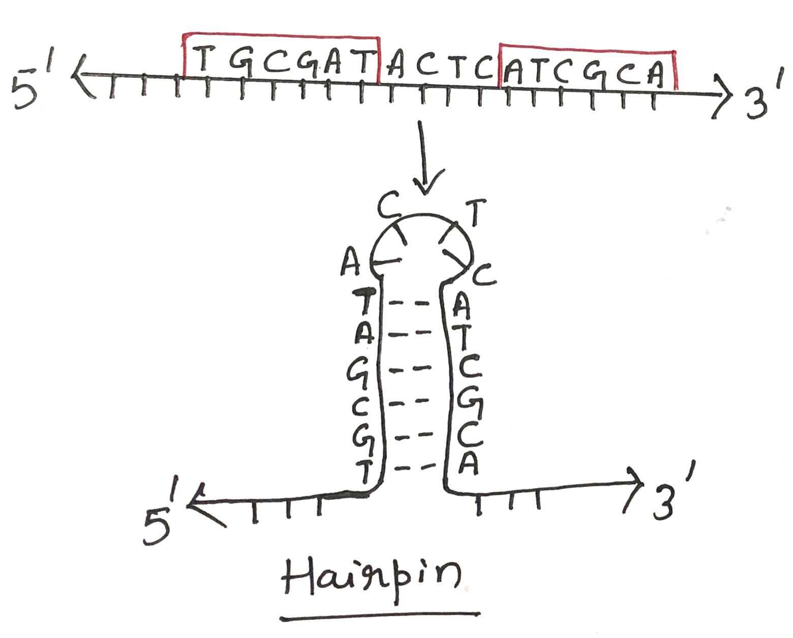DNA Beyond the Double Helix: Structural Variants and Unusual Sequences - Discover Biotech