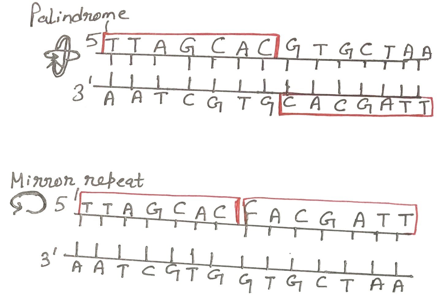 DNA Beyond the Double Helix: Structural Variants and Unusual Sequences - Discover Biotech