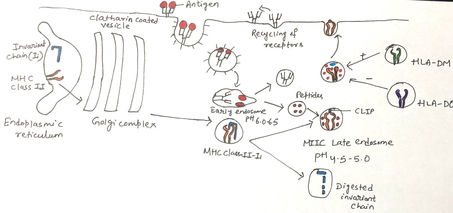The Role of Invariant Chain in MHC Class II Trafficking and Immune ...