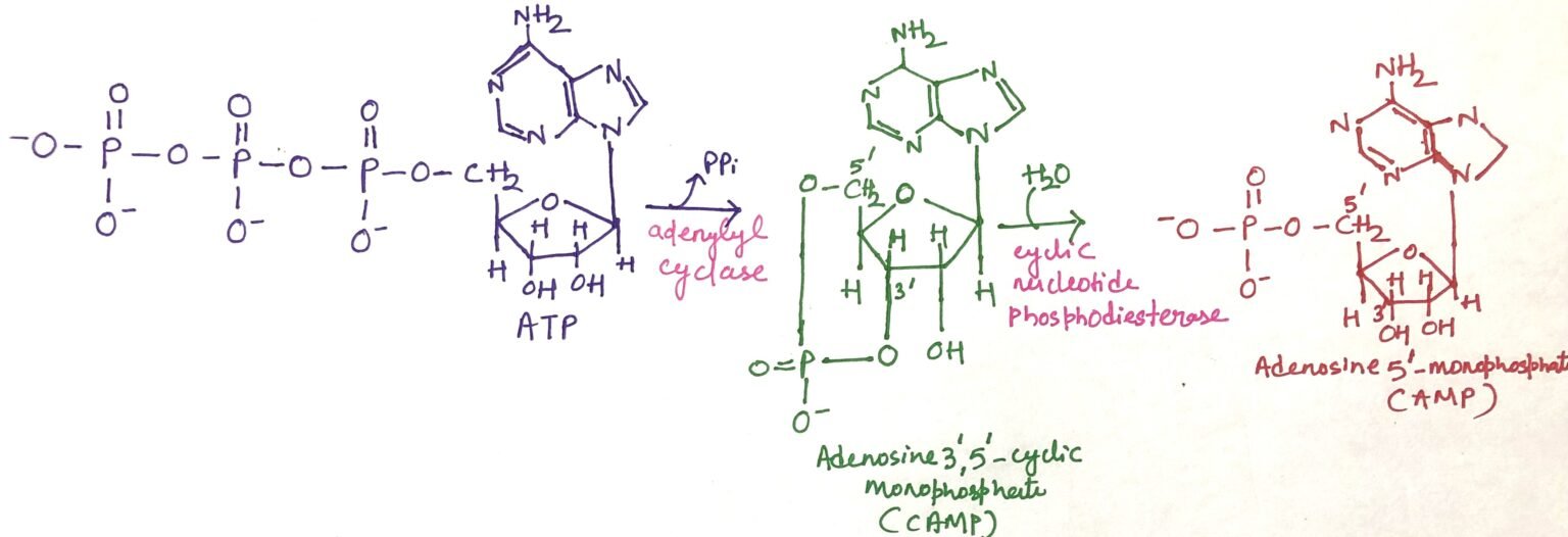 β-Adrenergic Receptor-Mediated Signal Transduction Involving Adenylyl ...