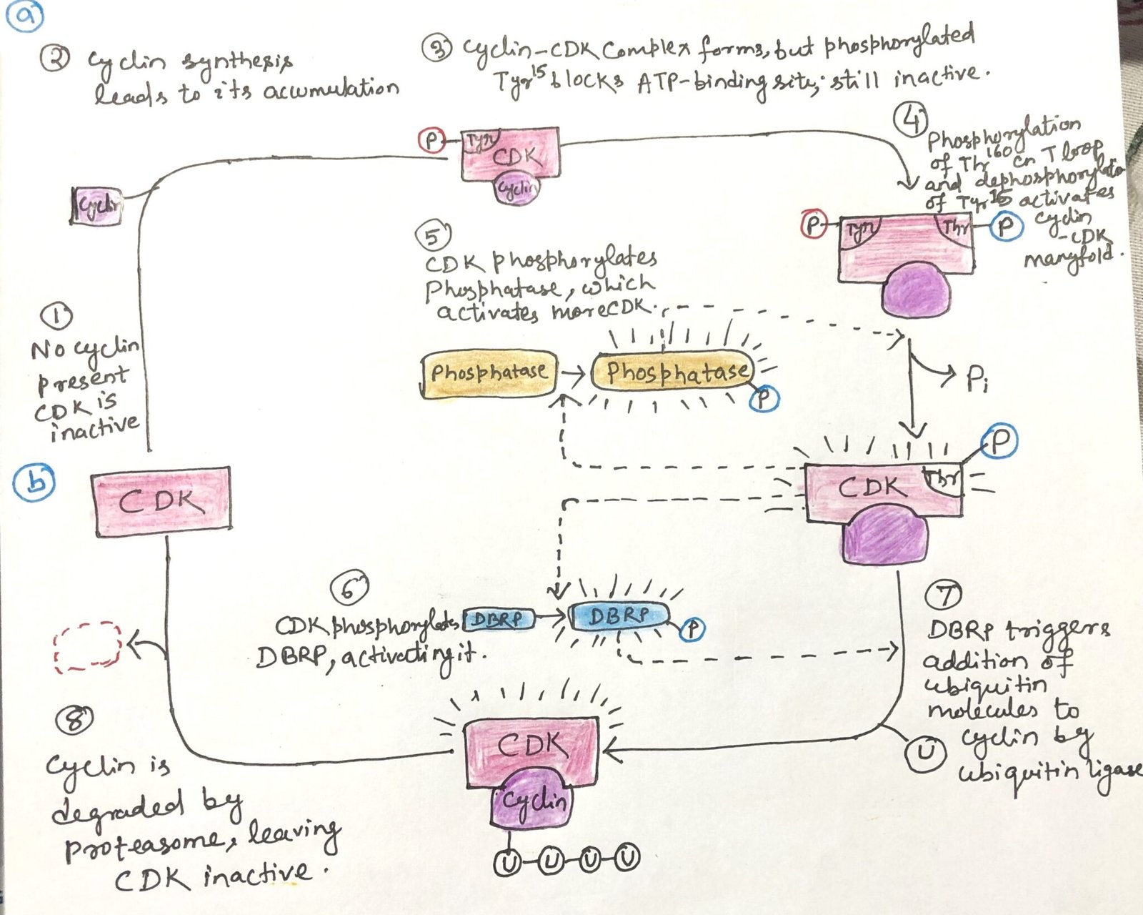 Protein Kinases Regulate the Cell Cycle - Discover Biotech